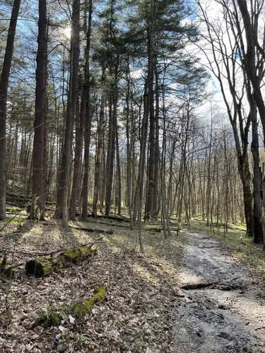 Best Moderate Trails in Strouds Run State Park | AllTrails