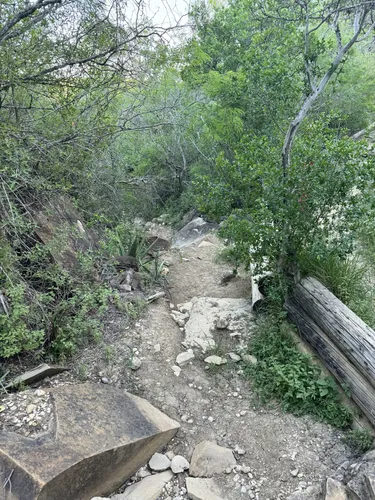 Best Forest Trails in Castroville | AllTrails