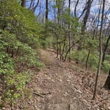 Daniel Ridge Loop, North Carolina - 1,905 Reviews, Map | AllTrails