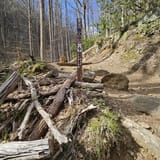 Daniel Ridge Loop, North Carolina - 1,905 Reviews, Map | AllTrails