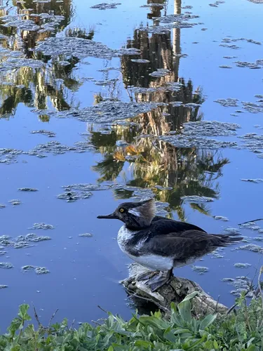 Best Hikes and Trails in Newhall Community Park | AllTrails