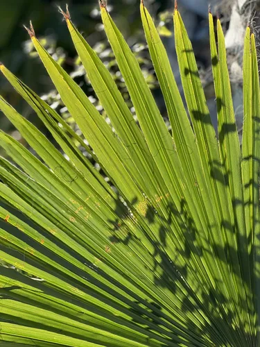 Best Hikes and Trails in Newhall Community Park | AllTrails