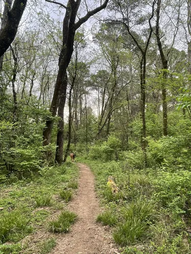Best Hikes and Trails in Chapman Mountain Nature Preserve | AllTrails