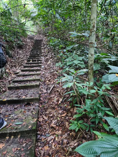 Best Hikes and Trails in Bukit Panchor State Park | AllTrails