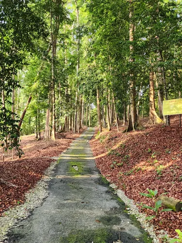 Best Hikes and Trails in Bukit Panchor State Park | AllTrails