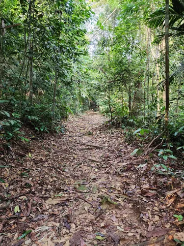 Best Hikes and Trails in Bukit Panchor State Park | AllTrails