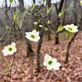 Brissy Ridge Trail to Kanuga Trail to Pipsissewa Trail Loop, South ...