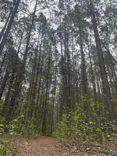 Best Hikes and Trails in Carl Alwin Schenck Memorial Forest | AllTrails