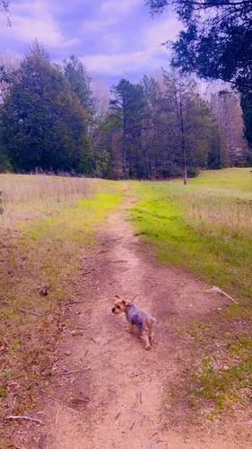 Best Walking Trails in Cross Anchor | AllTrails