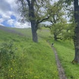 Black Phoebe Trail, California - 40 Reviews, Map | AllTrails