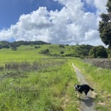 Black Phoebe Trail, California - 40 Reviews, Map | AllTrails