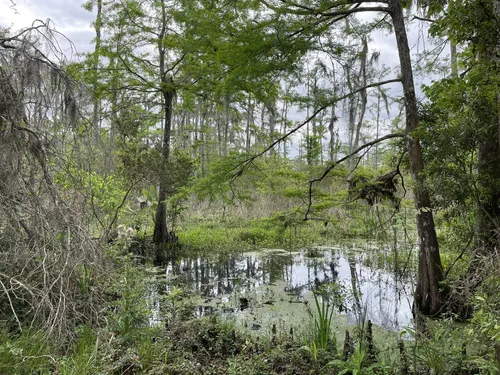 Best Forest Trails in Jean Lafitte National Historical Park and ...
