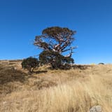 Mount Buller to Mount Stirling via Howqua Gap, Victoria, Australia - 74 ...