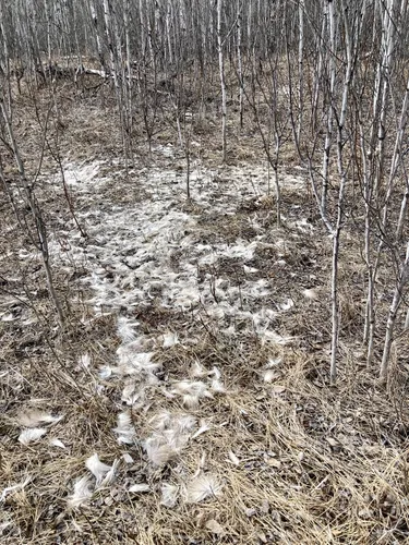 Best Hikes and Trails in Denbigh Experimental Forest | AllTrails