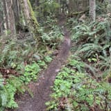 Japanese Gulch Loop Trail, Washington - 1,239 Reviews, Map | AllTrails