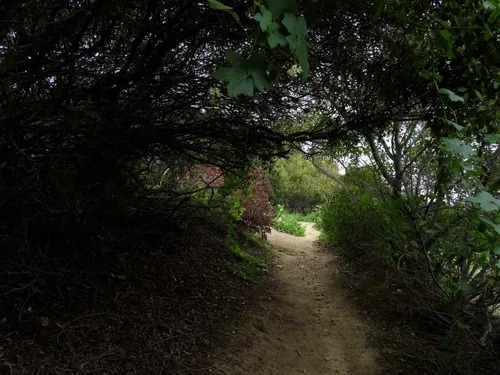 Best Wild Flowers Trails in Brea | AllTrails