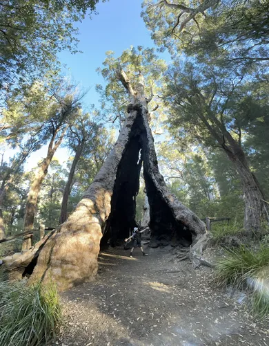 Best Short Trails in Walpole-Nornalup National Park | AllTrails