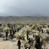 Cholla Cactus Garden, California - 2,235 Reviews, Map | AllTrails