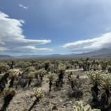 Cholla Cactus Garden, California - 2,205 Reviews, Map | AllTrails