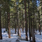 Annette Lake Trail, Washington - 5,601 Reviews, Map | AllTrails