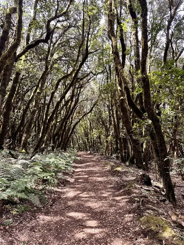 Best Easy Trails in Garajonay National Park | AllTrails