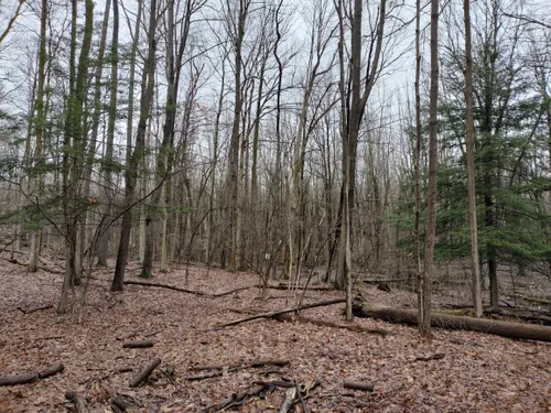 Best Kid Friendly Trails in Basom | AllTrails