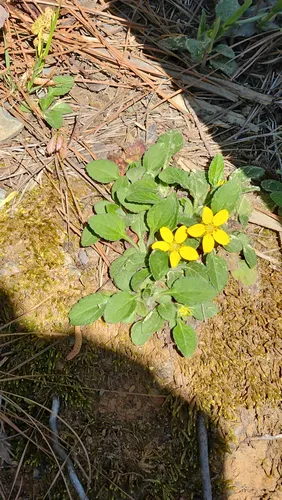 Best Hikes and Trails in Duke Forest | AllTrails