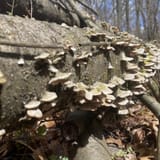 Luton Park Trail, Michigan - 1,106 Reviews, Map | AllTrails