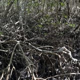 Wildcat Cove Preserve Loop, Florida - 85 Reviews, Map | AllTrails