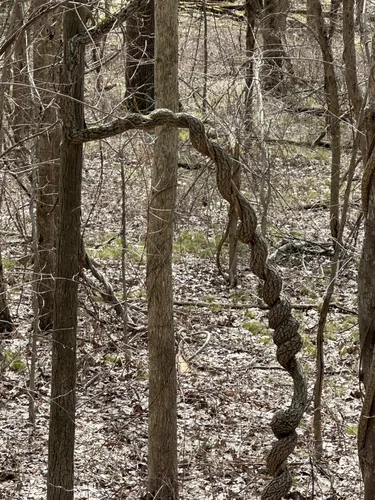 Best Forest Trails in Independence Oaks County Park | AllTrails