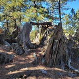 Coon Hollow Loop, South Dakota - 1,250 Reviews, Map | AllTrails