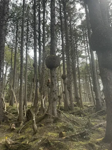 Best Hikes and Trails in Amanda Park | AllTrails