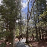 Limberlost Trail, Virginia - 851 Reviews, Map | AllTrails