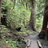 Sol Duc Falls Trail, Washington - 4,583 Reviews, Map | AllTrails