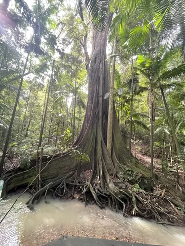 Best Forest Trails in Imbil State Forest 1 | AllTrails