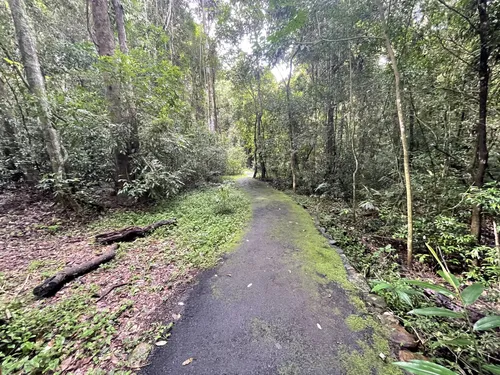 Best Forest Trails in Imbil State Forest 1 | AllTrails