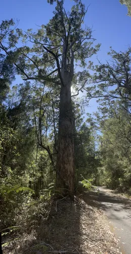 Best Hikes and Trails in Big Brook State Forest | AllTrails