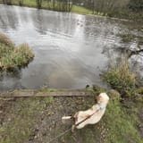 Redesmere and Capesthorne Circular, Cheshire, England - 103 Reviews ...