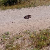 Pemberton Trail Loop, Arizona - 682 Reviews, Map | AllTrails