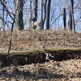 White Bison Loop, Missouri - 2,339 Reviews, Map | AllTrails