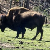 White Bison Loop, Missouri - 2,339 Reviews, Map | AllTrails