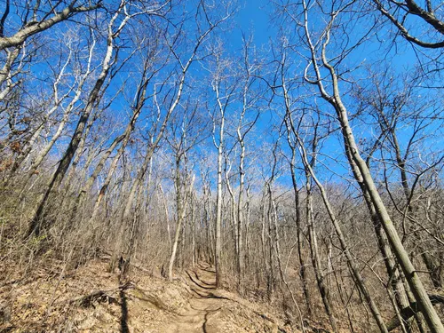 Best Moderate Trails in Hixon Forest | AllTrails