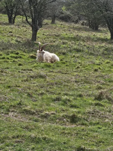 Best Hikes and Trails in Rowberrow Warren Wood | AllTrails