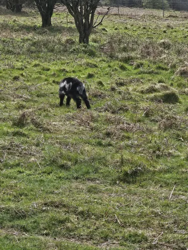 Best Hikes and Trails in Rowberrow Warren Wood | AllTrails