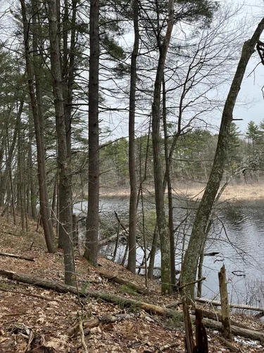 Best Hikes and Trails in Thanksgiving Ground Town Forest | AllTrails