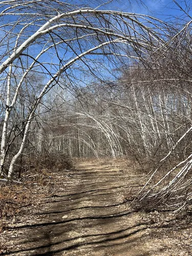 Best Forest Trails in Weyerhaeuser | AllTrails