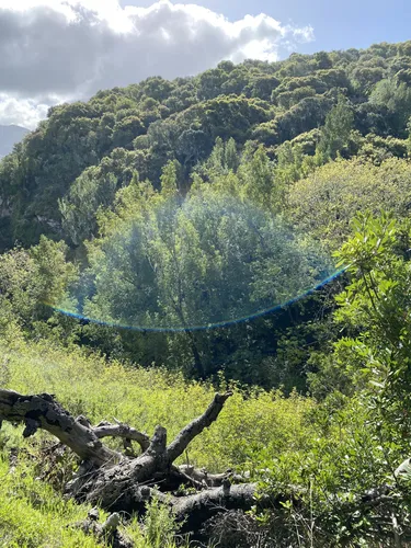 Best Moderate Trails in Garland Ranch Regional Park | AllTrails