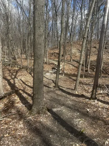 Best Forest Trails in Highland | AllTrails