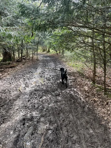 Best Hikes and Trails in Selsdon Wood Nature Reserve | AllTrails