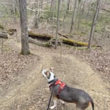 Bacon Ridge Trail: Phase 3, Maryland - 2,308 Reviews, Map | AllTrails